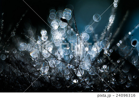PentaconAV80F2.8(Trioplan100F2.8)オールドレンズのバブルボケ PentaconAV80F2.8(Trioplan100F2.8)オールドレンズのバブルボケ