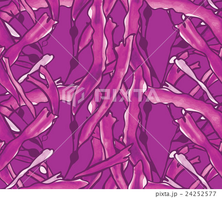 Kelp seaweed purple watercolorのイラスト素材 [24252577] - PIXTA