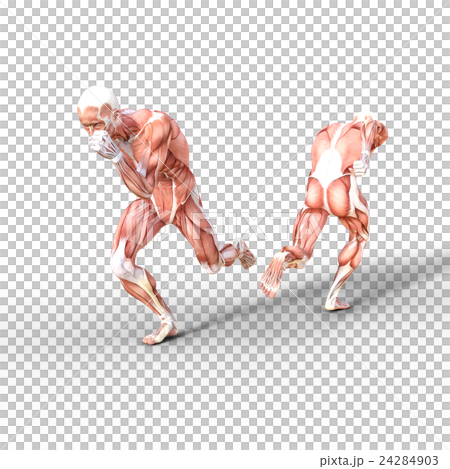 Male muscle specimen Human body specimen... - Stock Illustration ...