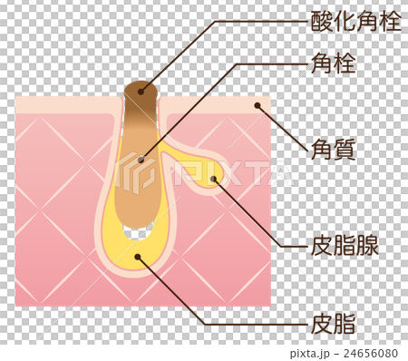 Structure of pores Rectangular plug sectional view - Stock Illustration ...