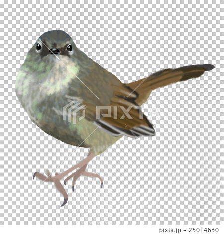 Nogisu 2-插圖素材 [25014630] - PIXTA圖庫