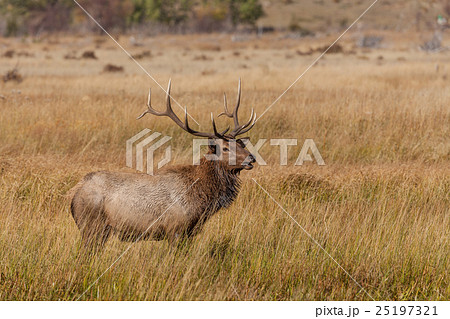 Bull Elk in the Fall Rutの写真素材 [25197321] - PIXTA