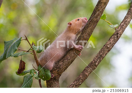 Lesser Bamboo Rat in natureの写真素材 [25306915] - PIXTA