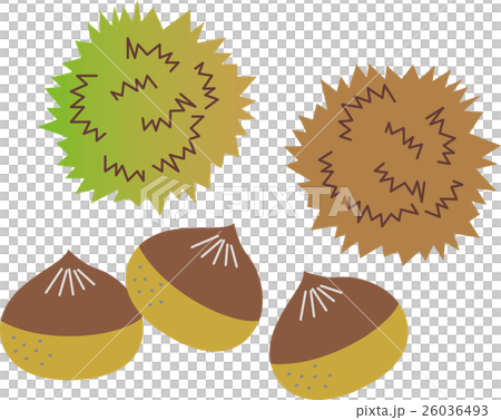 Chestnut - Stock Illustration [26036493] - PIXTA