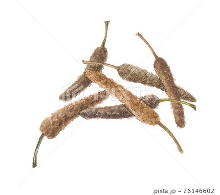 ヒハツのイラスト素材 [26146602] - PIXTA