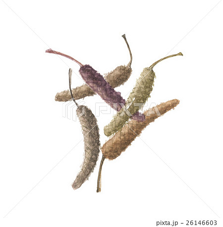 ヒハツのイラスト素材 [26146603] - PIXTA