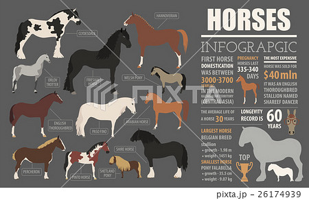Horse breeding infographic template. Farm animalのイラスト素材 [26174939] - PIXTA