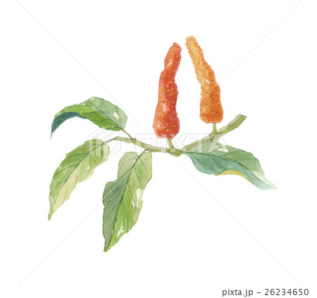 ヒハツ 畢撥 のイラスト素材 [26234650] - PIXTA