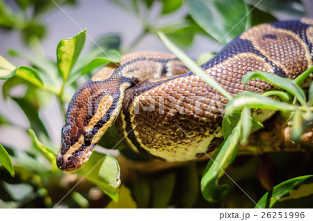 Python on a branchの写真素材 [26251996] - PIXTA
