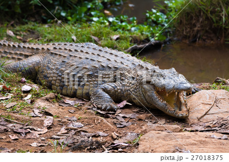 Madagascar Crocodile Crocodylus niloticus 27018375 PIXTA