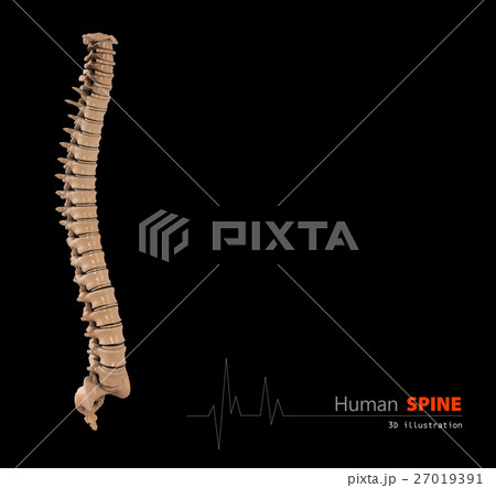 3d Illustration of Human spine abstract scientificのイラスト素材 [27019391 ...