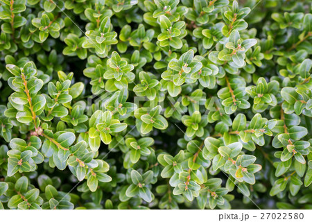 Boxwood backgroundの写真素材 [27022580] - PIXTA