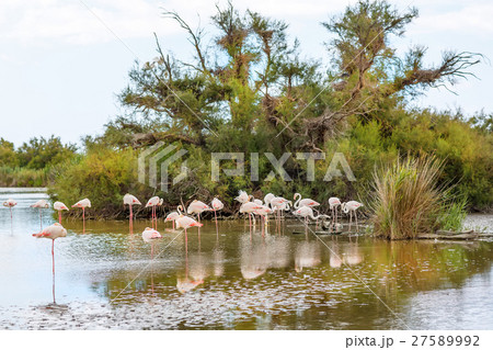 wild flamingo birds in the lake in Franceの写真素材 [27589992] - PIXTA