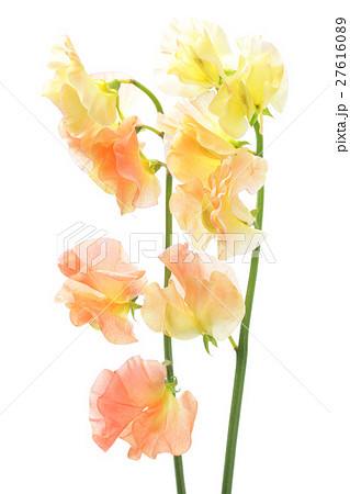 Yellow Sweet Pea Roses Are Red Baseball Uses A Bat According To All