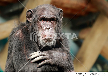 Chimpanzee Head Side View