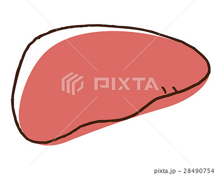 レバーのイラストのイラスト素材 [28490754] - PIXTA