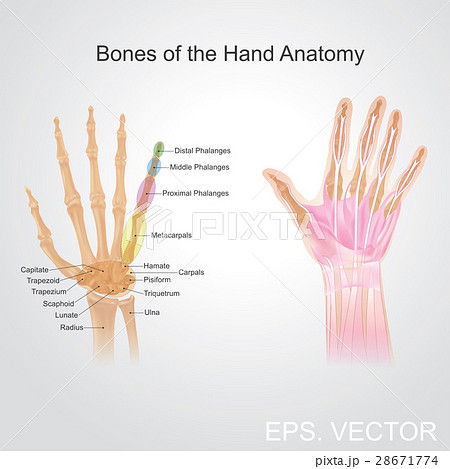 The Anatomy Of The Hand Venous System Mapping Of The Digits And The