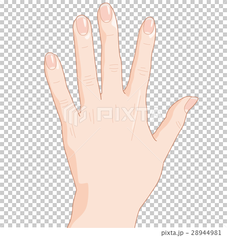 Hand of the hand - Stock Illustration [28944981] - PIXTA