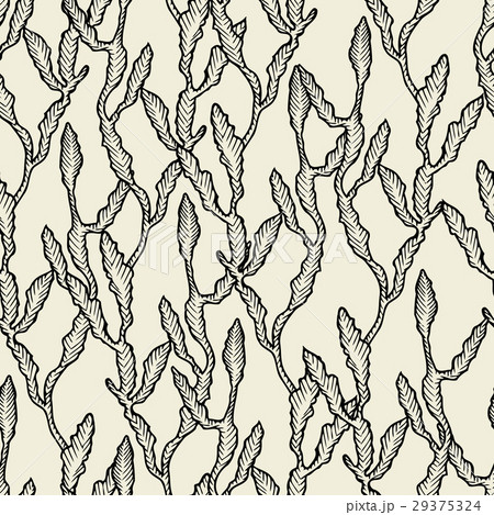 Seaweed on a beige background.のイラスト素材 [29375324] - PIXTA