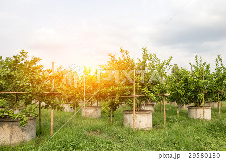 lime plantation in Thailand.の写真素材 [29580130] - PIXTA