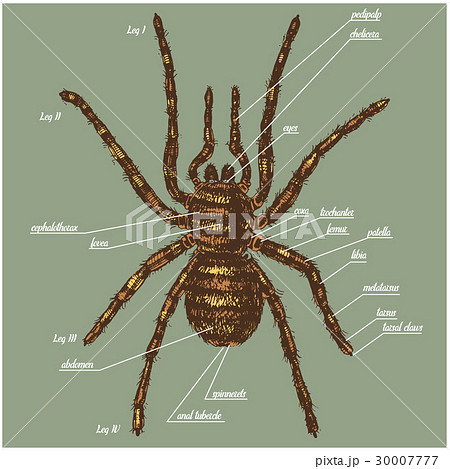Tarantula Anatomy Diagram
