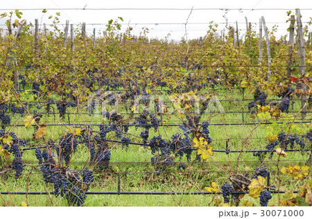 Merlot clusters in a rows in a vineyardの写真素材 [30071000] - PIXTA