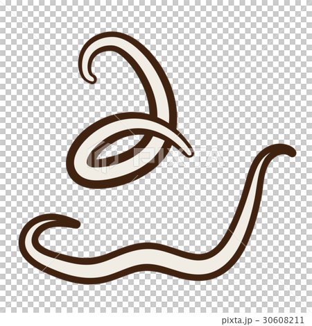 Anisakis - Stock Illustration [30608211] - PIXTA