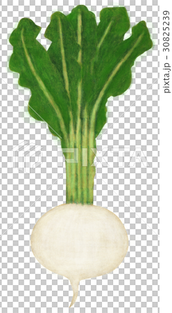 Hand drawn cub - Stock Illustration [30825239] - PIXTA