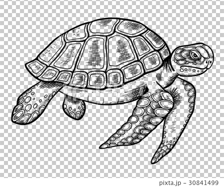 Hand drawn sea turtle - Stock Illustration [30841499] - PIXTA