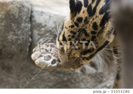 Clouded Leopard Claws