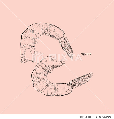 Shrimp cocktail drawing illustration vector.のイラスト素材 [31078899] - PIXTA