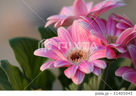 ガーベラ《桃色》の写真素材 [31405045] - PIXTA