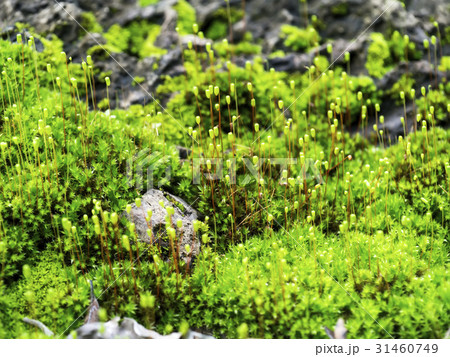 Macro photo of Cape Thread-mossの写真素材 [31460749] - PIXTA
