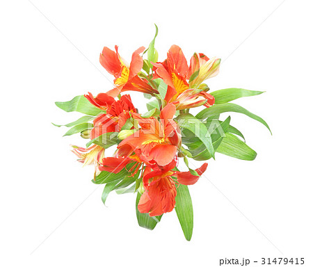 アルストロメリアの花束の写真素材 [31479415] - PIXTA