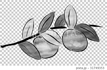 Mandarin - Stock Illustration [31749353] - PIXTA