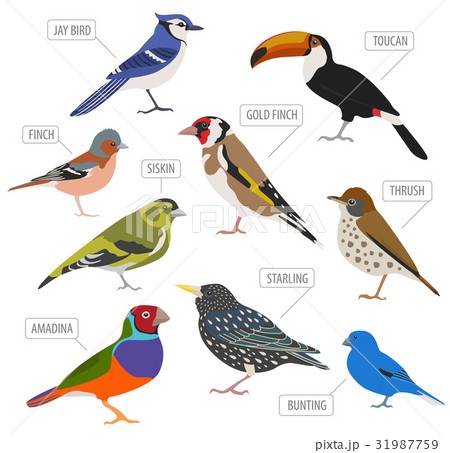 Pet bird breeds store