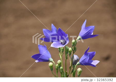 キキョウ（桔梗）の写真素材 [32365392] - PIXTA