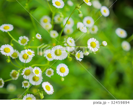 White cutter flowers in fresh gardenの写真素材 [32459894] - PIXTA