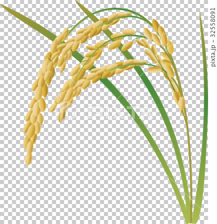 Ear rice - Stock Illustration [32558091] - PIXTA