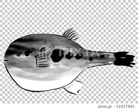 Fugu (hand-drawn illustration of ink) - Stock Illustration [32837895 ...