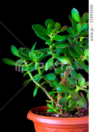 Crassula ovata or money tree succulent plantの写真素材 [32893000] - PIXTA