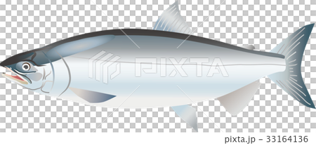 Shirozake - Stock Illustration [33164136] - PIXTA