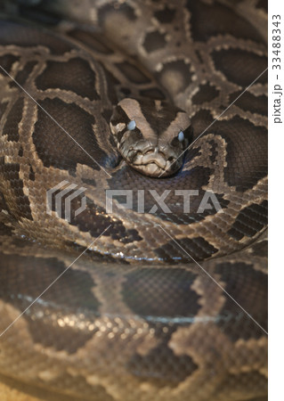 Green Burmese Python