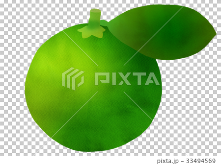 Sudachi (with leaves) - Stock Illustration [33494569] - PIXTA