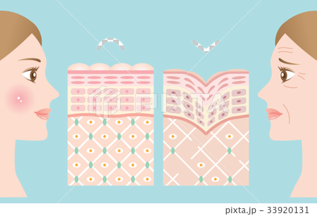 Young skin wrinkle skin cross section - Stock Illustration [33920131 ...