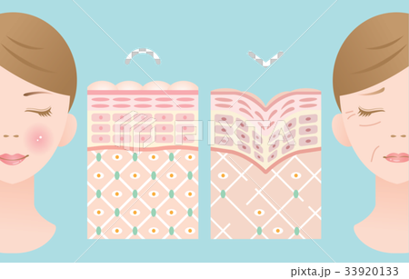 Young skin wrinkle skin cross section - Stock Illustration [33920133 ...