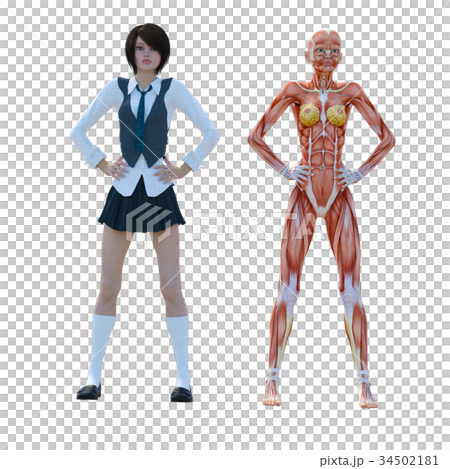 Female dissection muscle 3DCG illustration... - Stock Illustration ...
