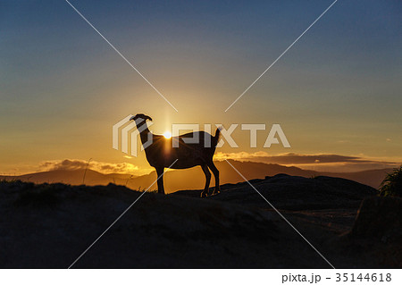 Mountain goat at sunriseの写真素材 [35144618] - PIXTA