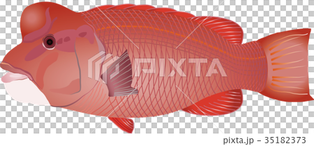 Kobudai - Stock Illustration [35182373] - PIXTA