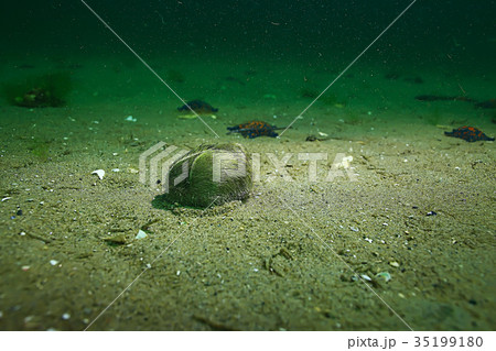shell mussels on the sea bottom underwater photoの写真素材 [35199180] - PIXTA